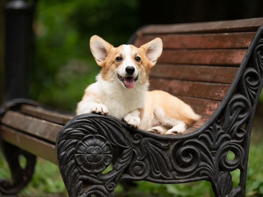 Шикарная девочка Вельш корги пемброк