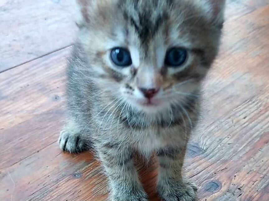 Котёнок в поиске дома