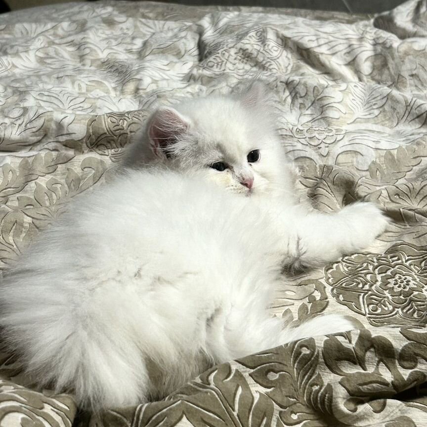Сибирский плюх