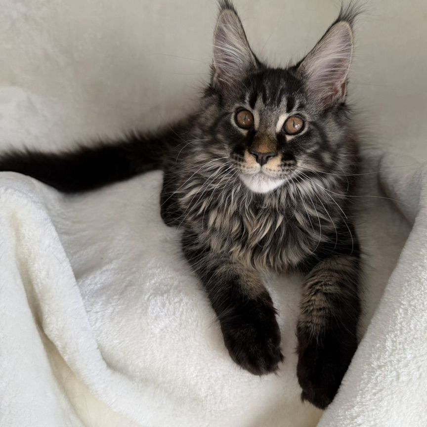 Мейн-кун котёнок