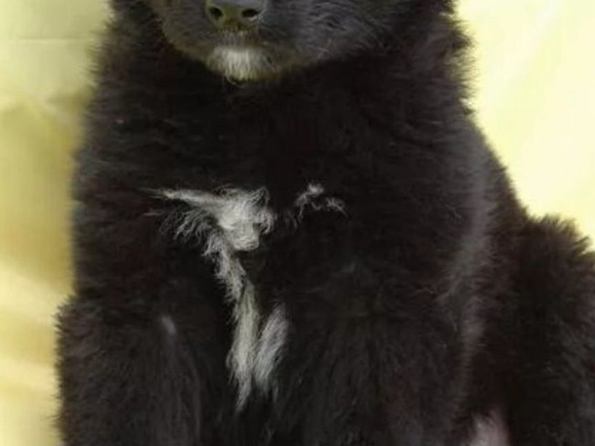 Черная немецкая овчарка щенок