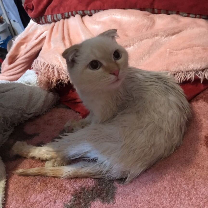 Кот