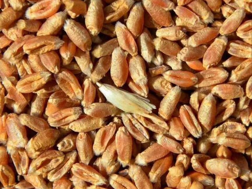 Озимая пшеница