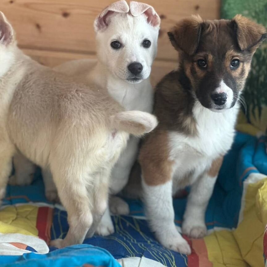 Щенок в добрые руки