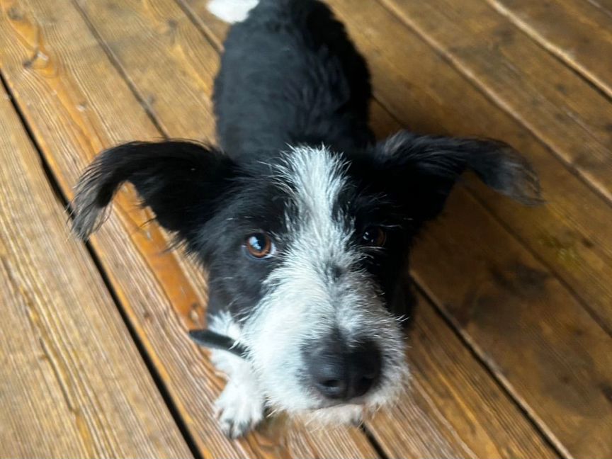 Пёс Барбос в добрые руки