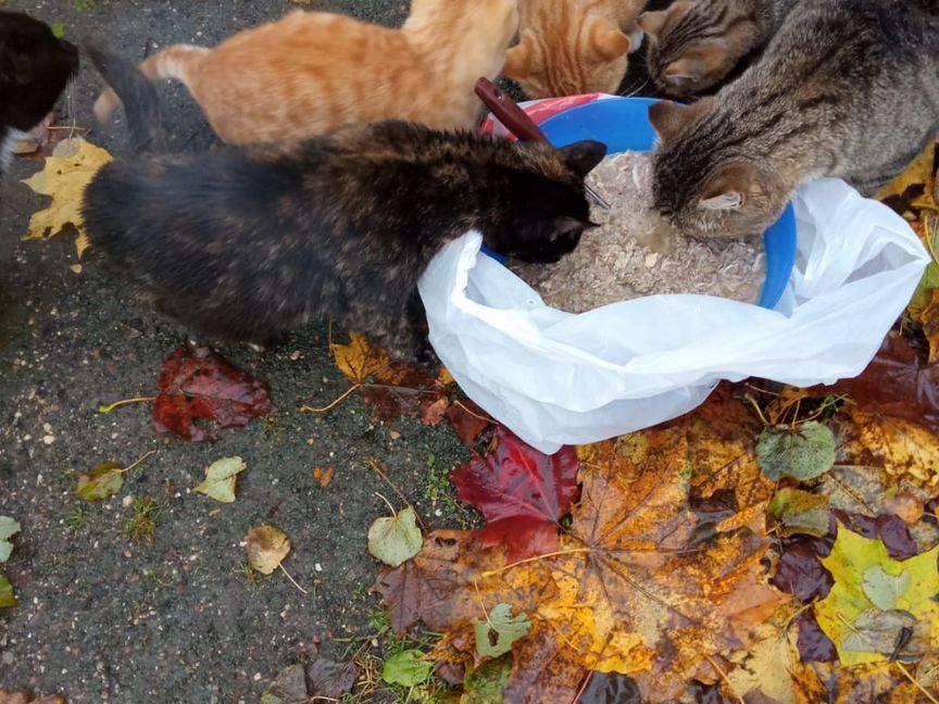 Кошки и котята в беде