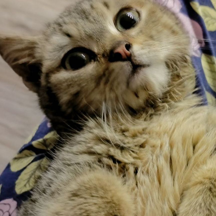 Котенок мальчик 2 месяца