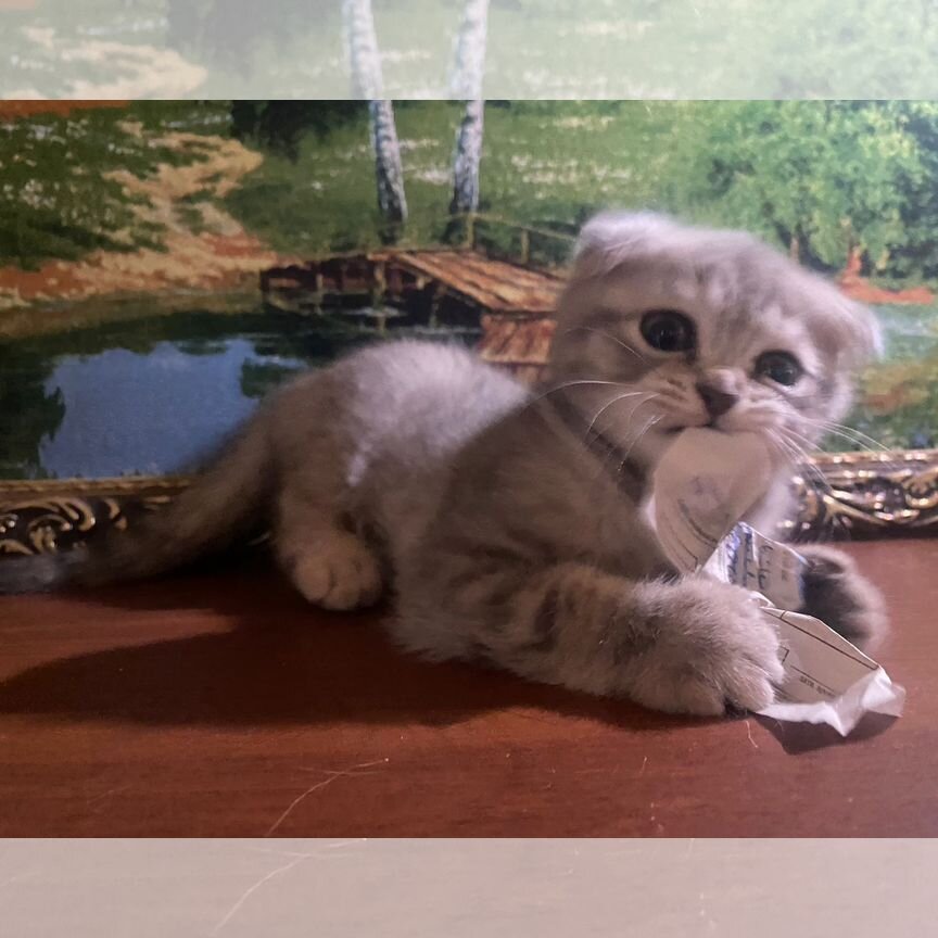 Шотландская