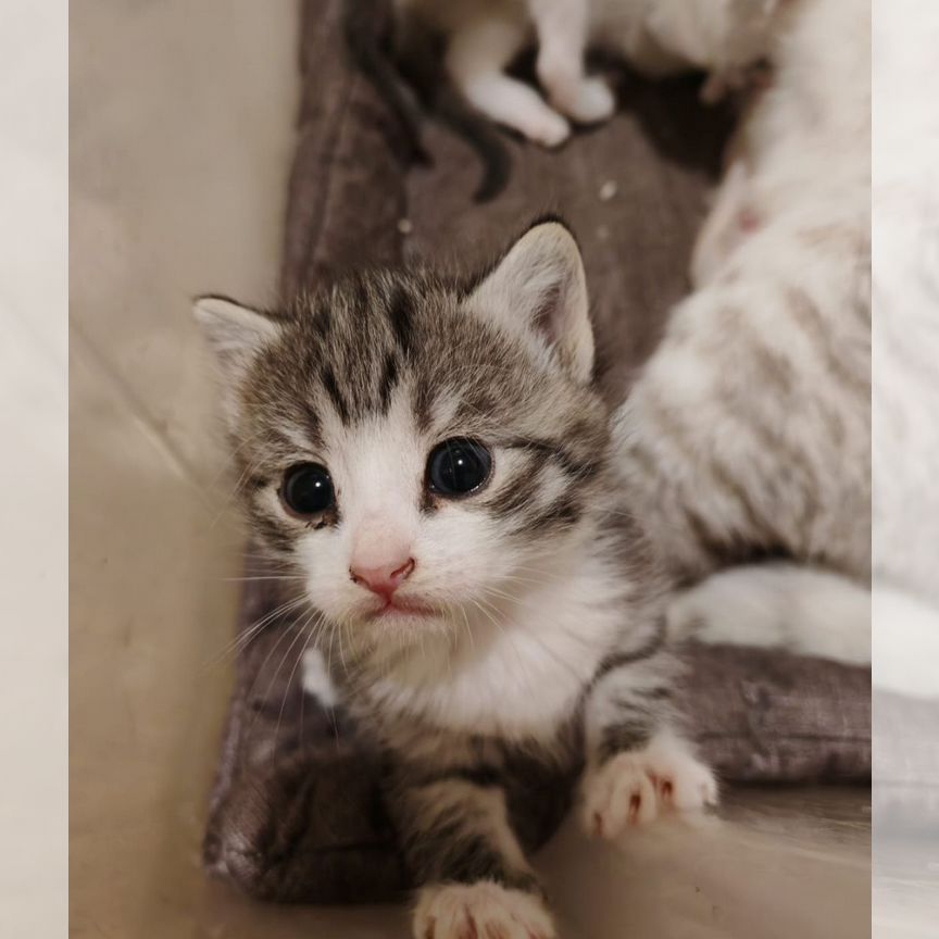 Котик