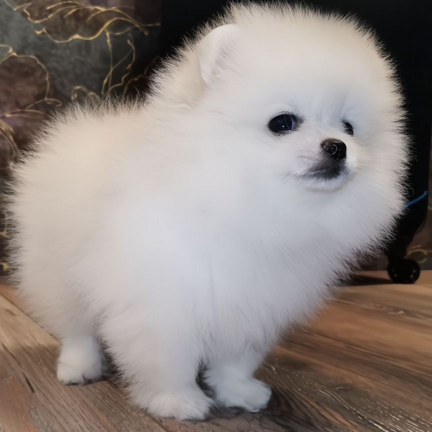 Померанский шпиц, щенок