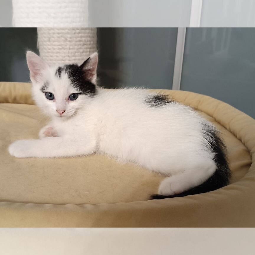 Котенок белый с черными пятнами