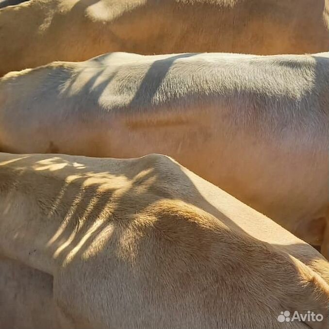 Бычки подсосные