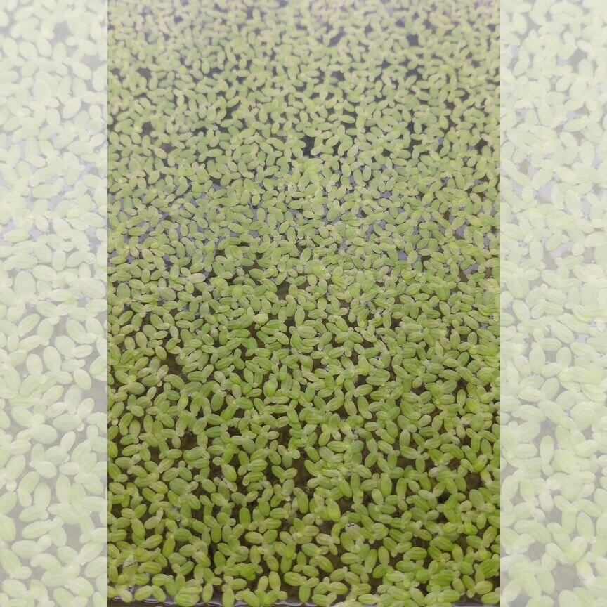 Ряска для аквариума