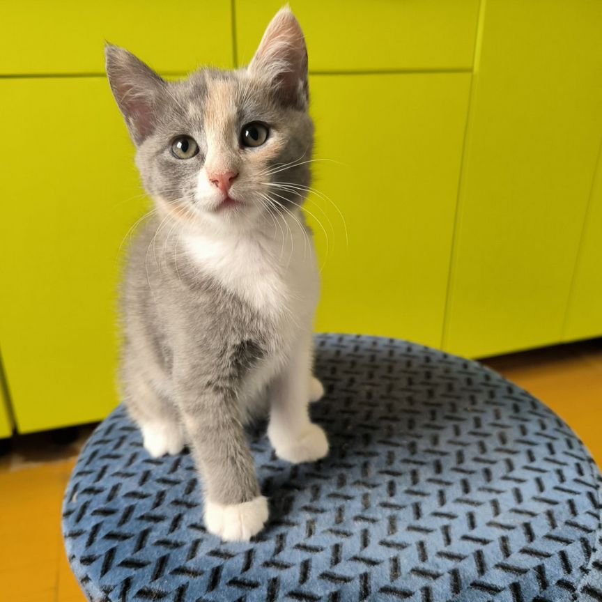 Котята в добрые руки, девочки