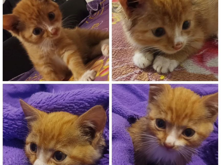 Котенку(вроде мальчик) Нужна передержка или дом
