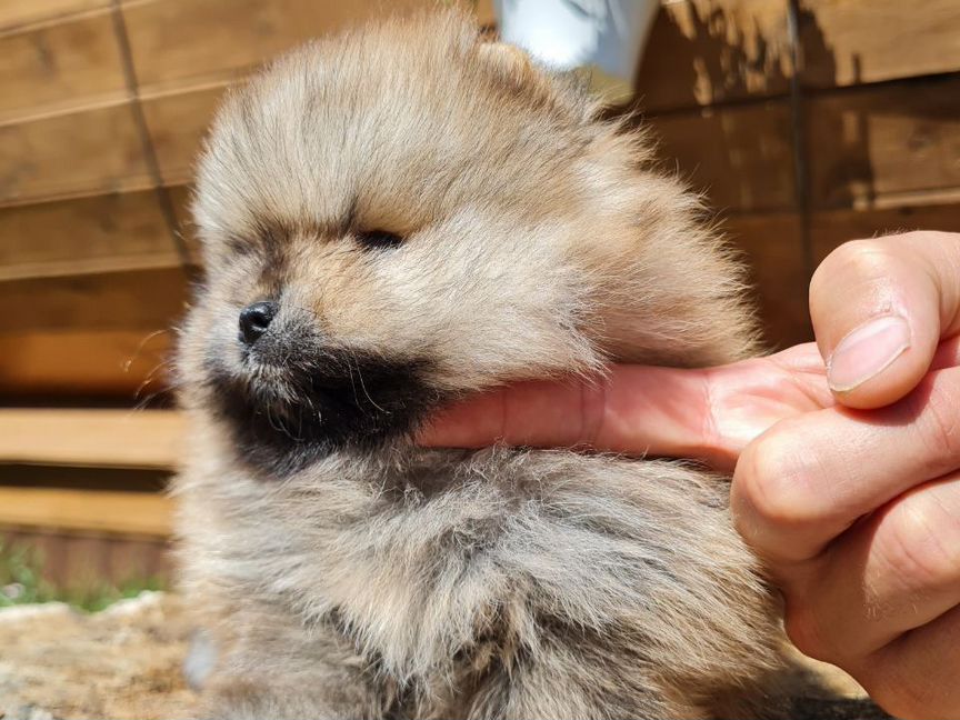 Померанский шпиц медвежьего типа