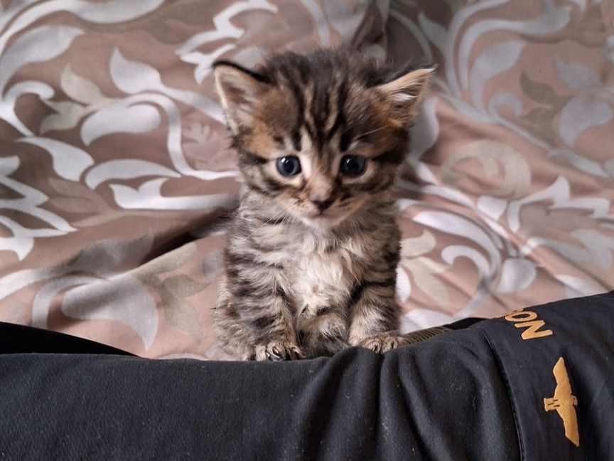 Отдам котят в добрые руки