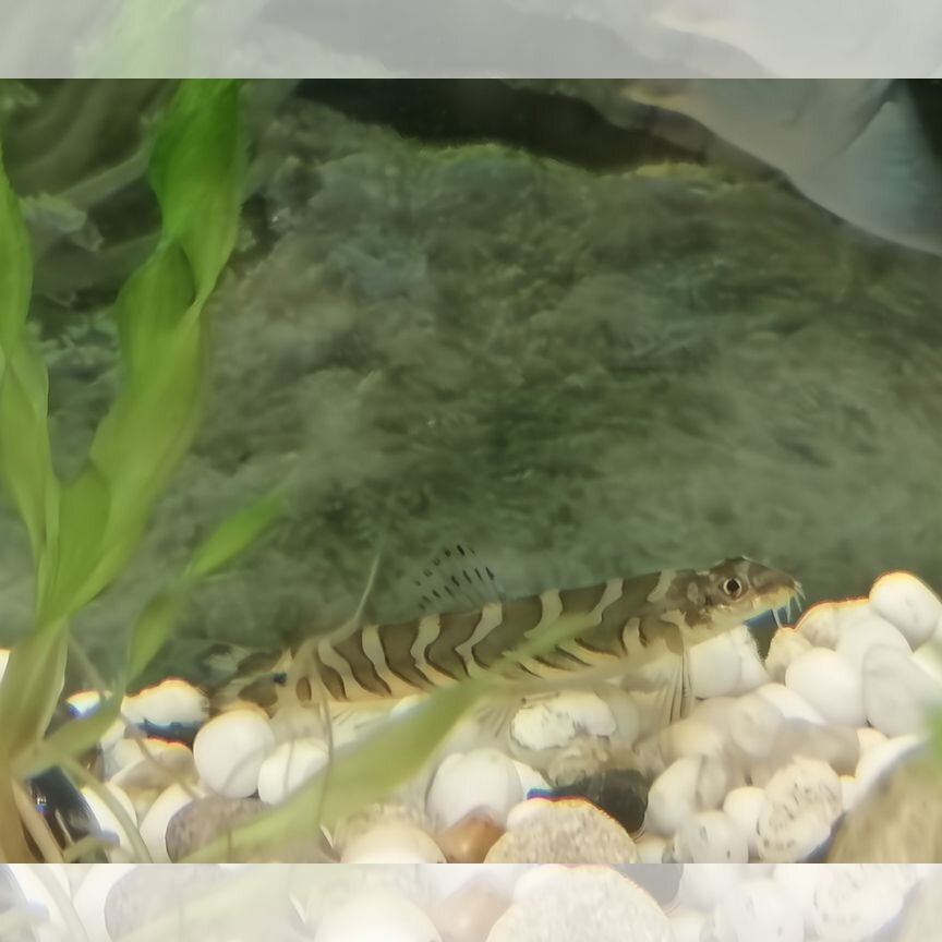 Аквариумные рыбки