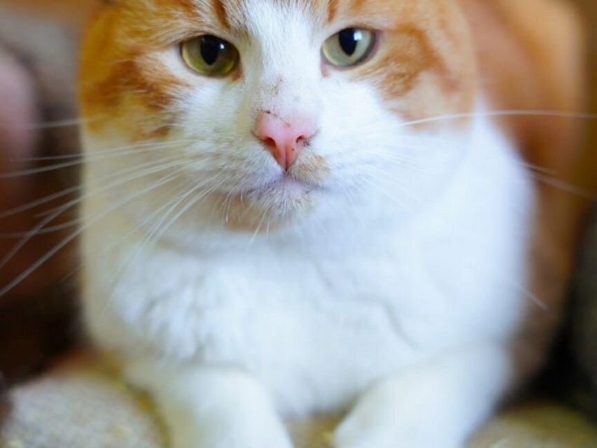 Кот Филимон в добрые руки