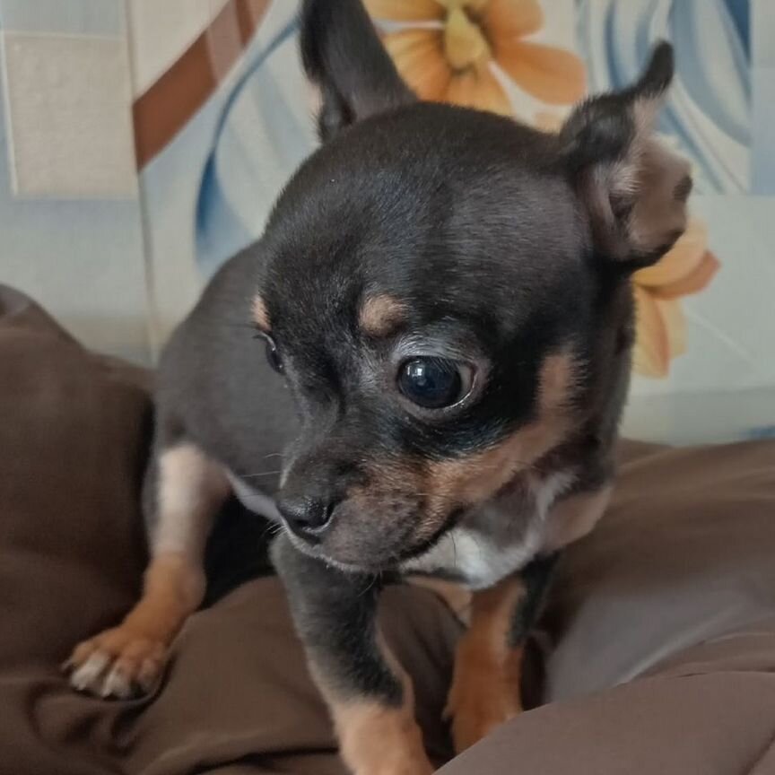 Щенок от частного владельца