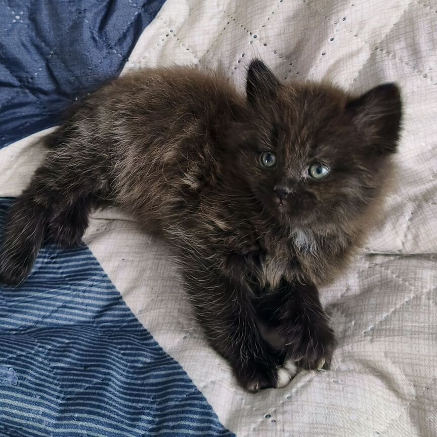 Котик в дар