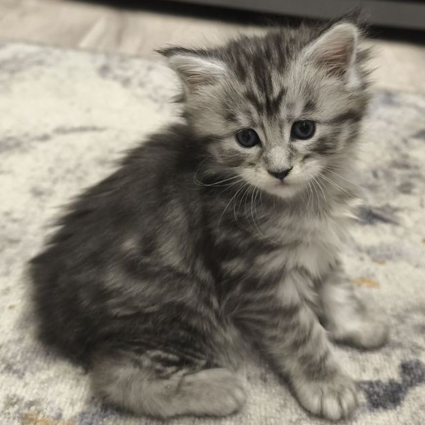 Мейн-кун котёнок