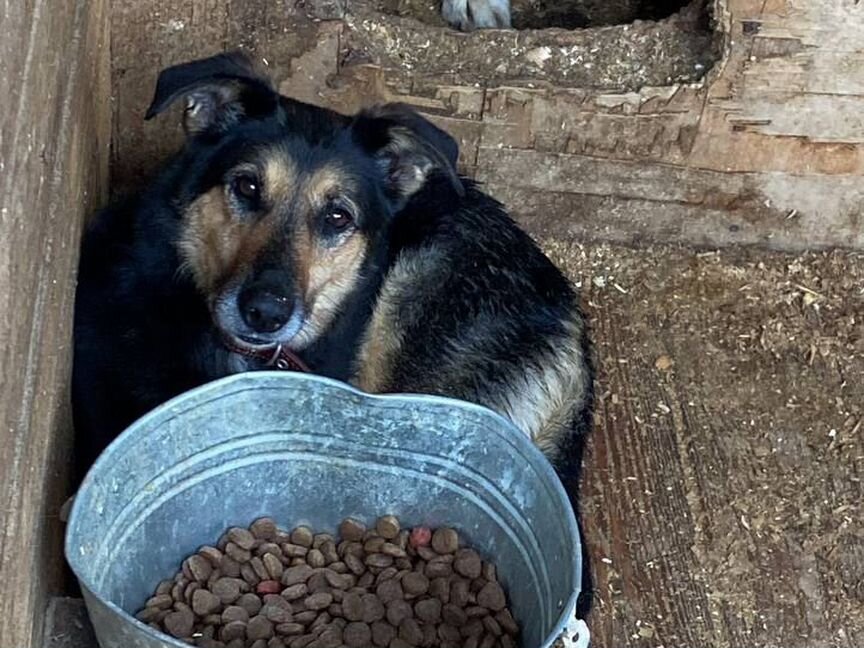 Собака в добрые руки