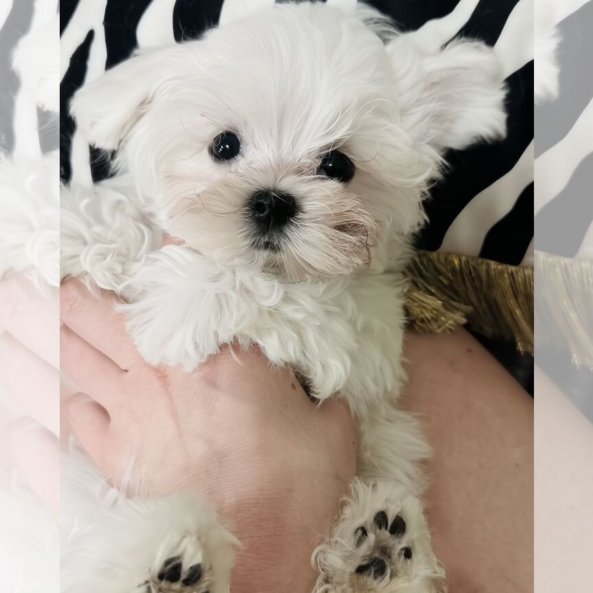 Мальтийская болонка, щенок