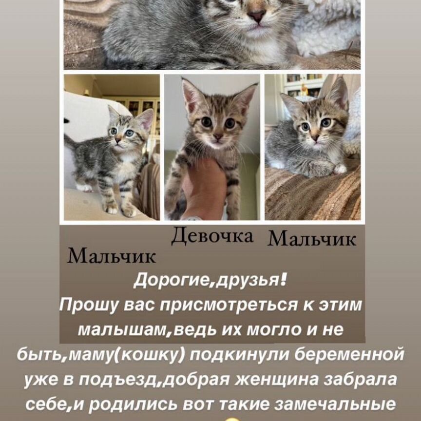 Котята в добрые руки