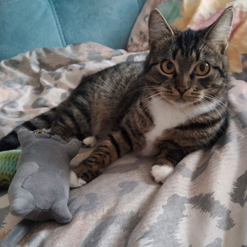 Котенок в добрые руки