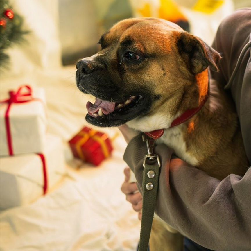 Собака Боня для дома и для души