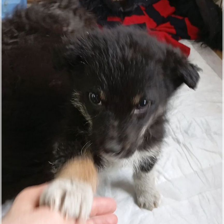 Щенок в добрые руки