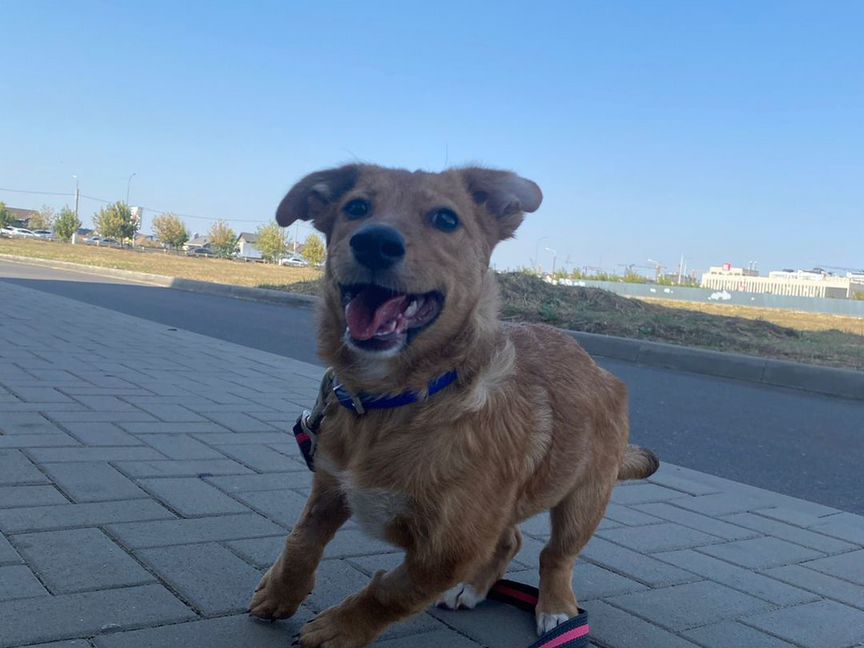 Щенок в добрые руки