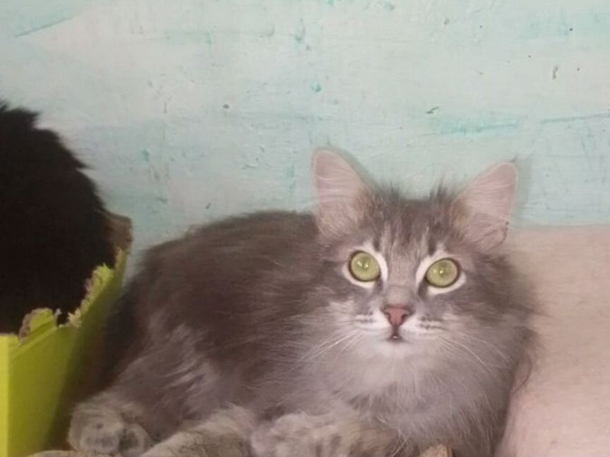 Котик подросток Григорий