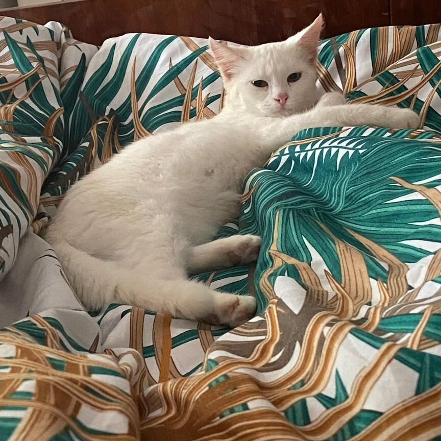 Котенок в добрые руки даром