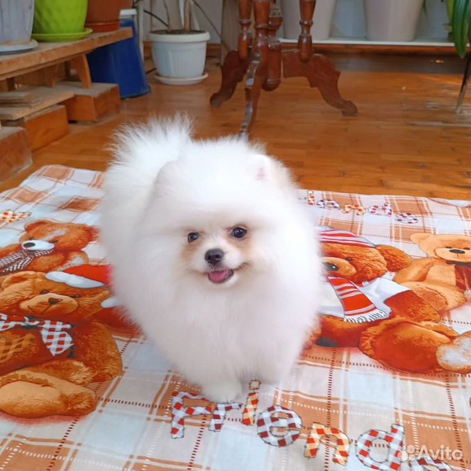 Суперпушистик