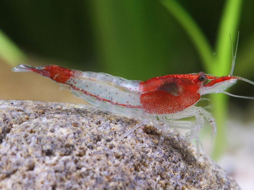 Креветкарили(Rili Shrimp)