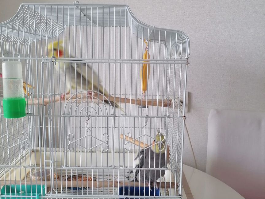 Продам 2 х карелл с клеткой