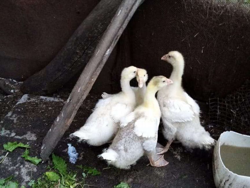 Гусята подрощенные