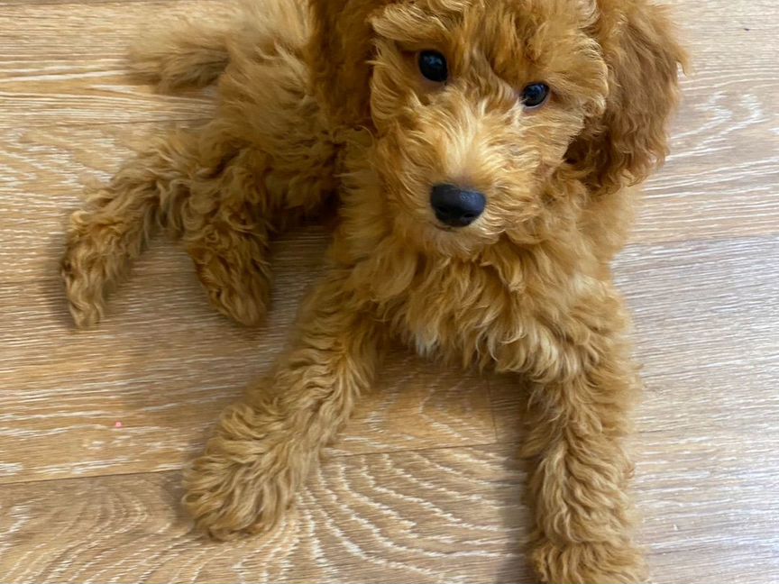 Той-пудель мальчик