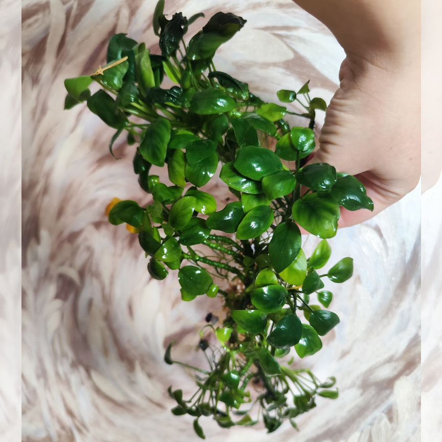 Аквариумные растения