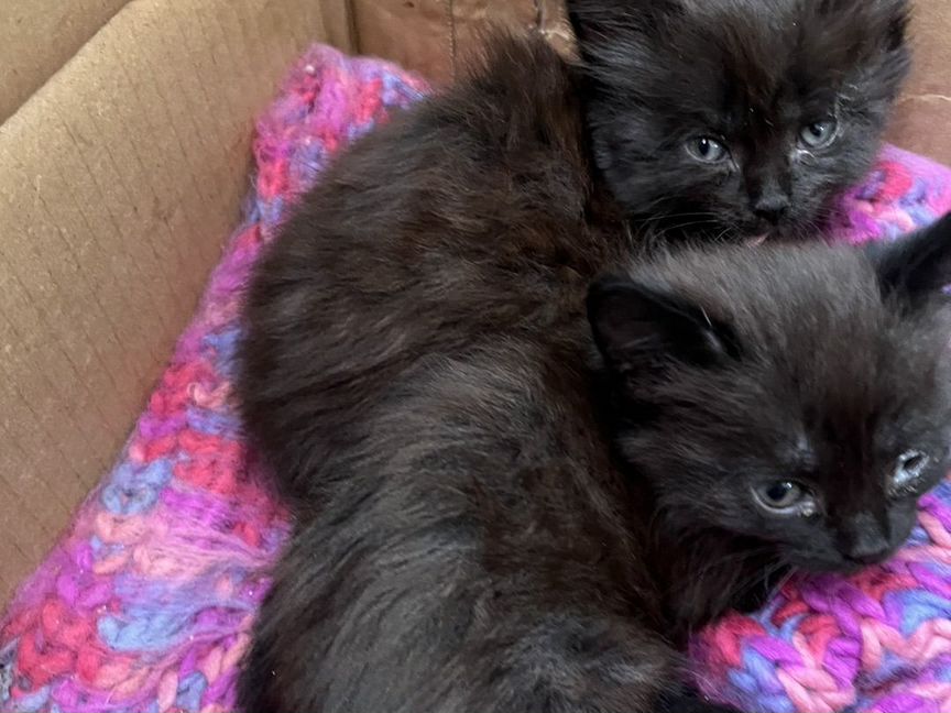 Котята в добрые руки даром