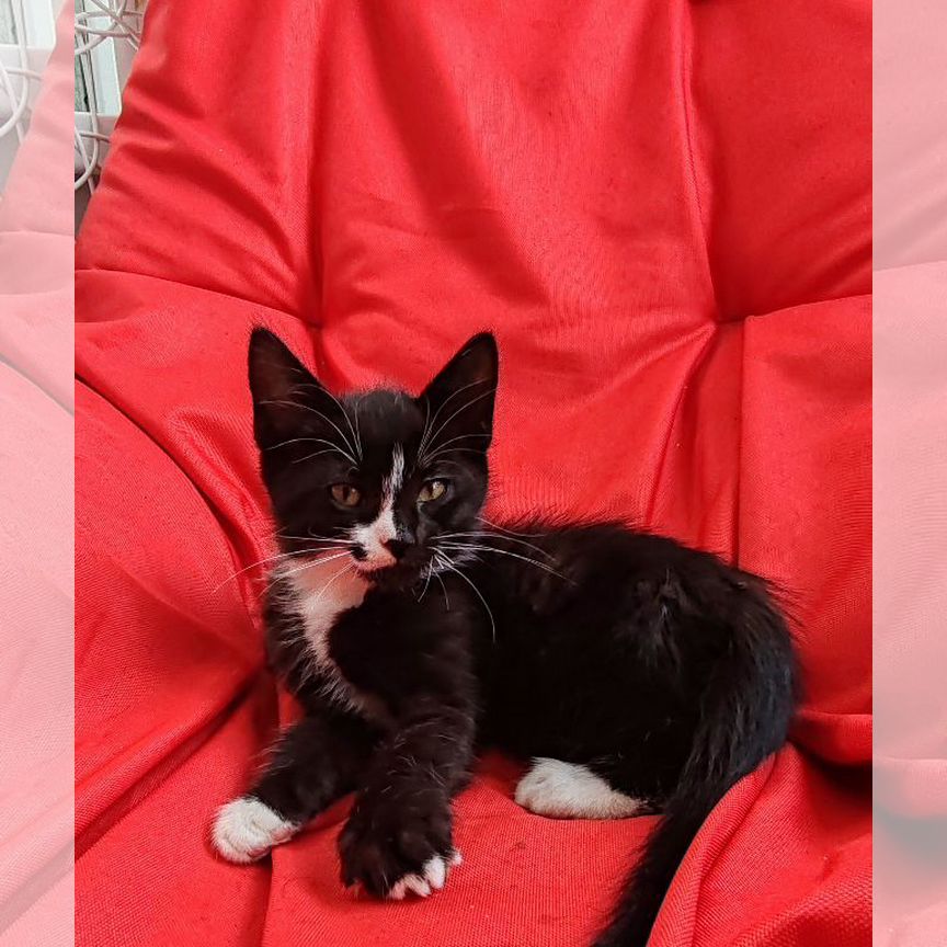Котята в добрые руки бесплатно