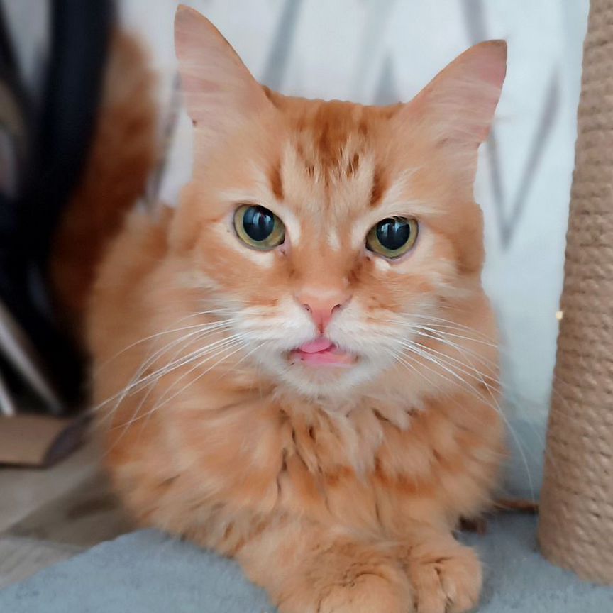 Кот помесь Мейн-кун