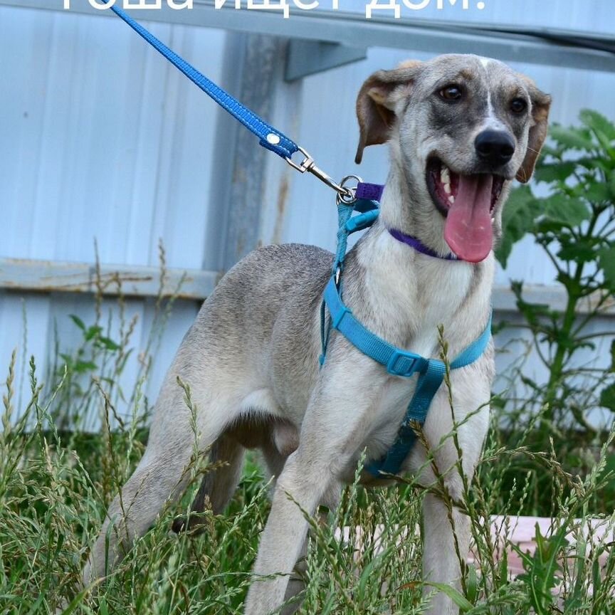 Взрослый пёс в добрые руки