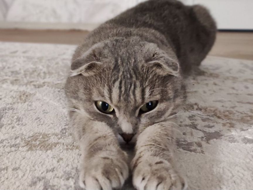 Шотландская вислоухая кошка бесплатно