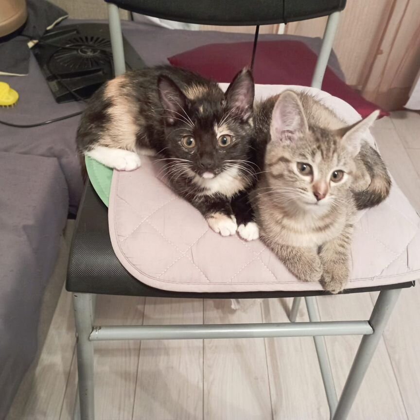2 котёнка