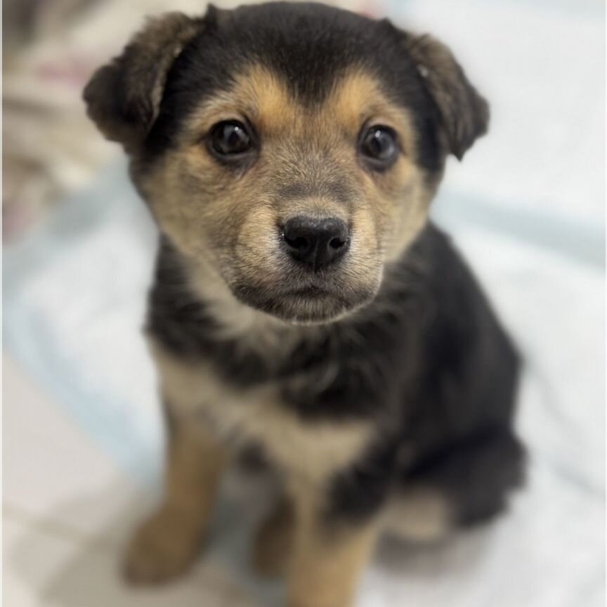 Щенок в добрые руки