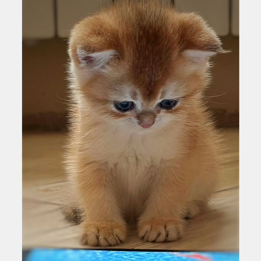 Британские котята