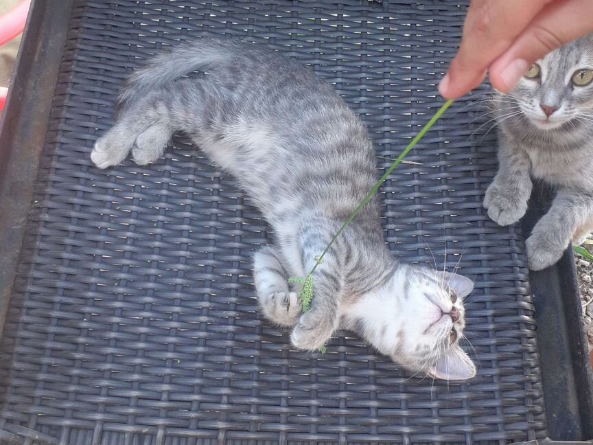 Кошка в дар бесплатно